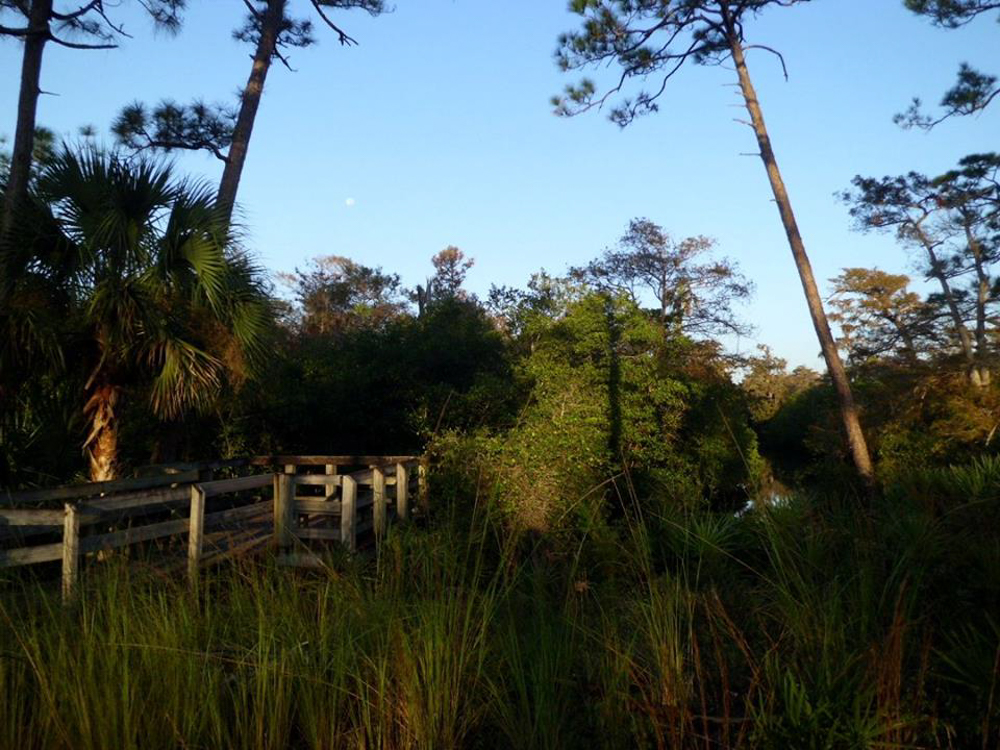 #62 – 64 Savannas Preserve, Seabranch Preserve & Jonathan Dickinson ...